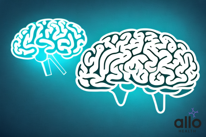 What Part Of The Brain Controls Sex Drive A Comprehensive Guide Allo Health